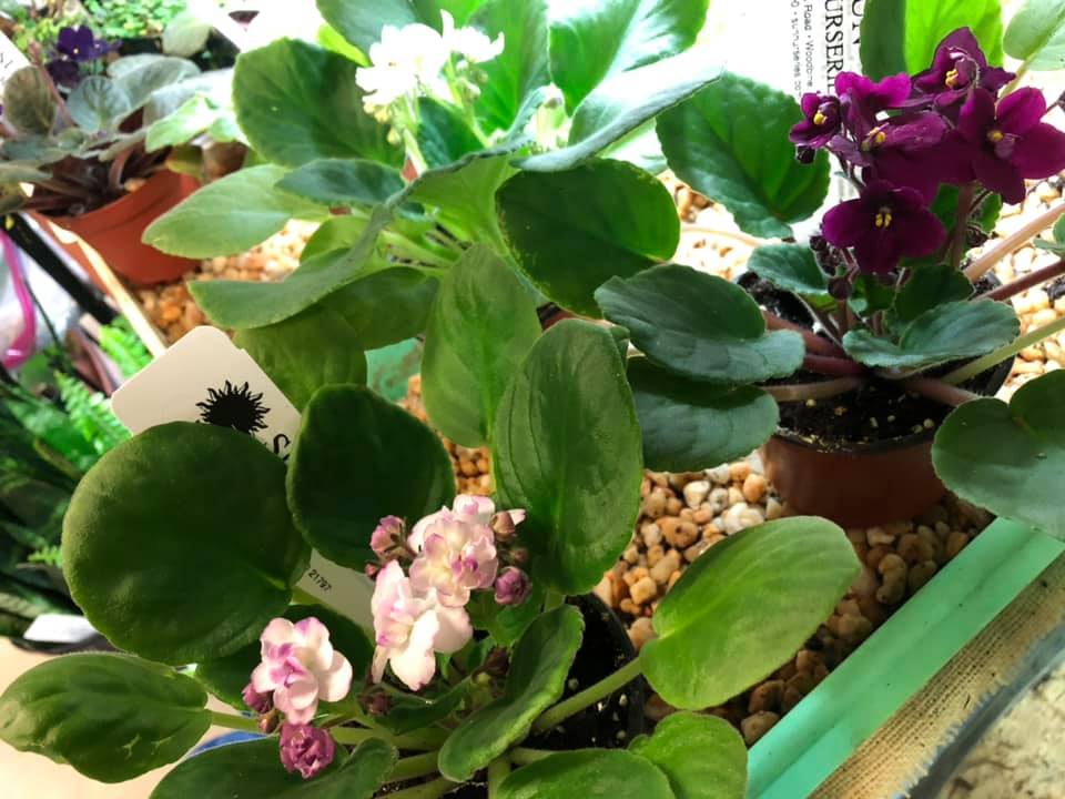 SUN NURSERIES - Woodbine MD - Hours, Directions, Reviews - Loc8NearMe