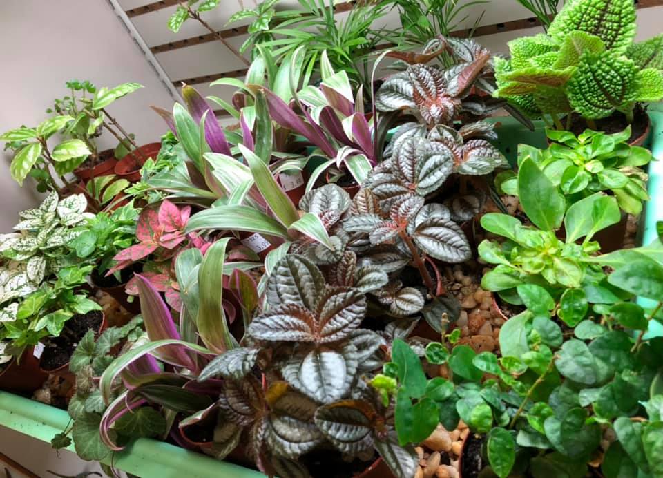 SUN NURSERIES - Woodbine MD - Hours, Directions, Reviews - Loc8NearMe