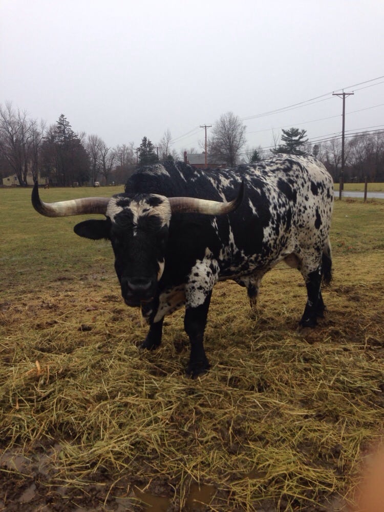 BRINGHURST MEATS - Berlin NJ - Hours, Directions, Reviews - Loc8NearMe