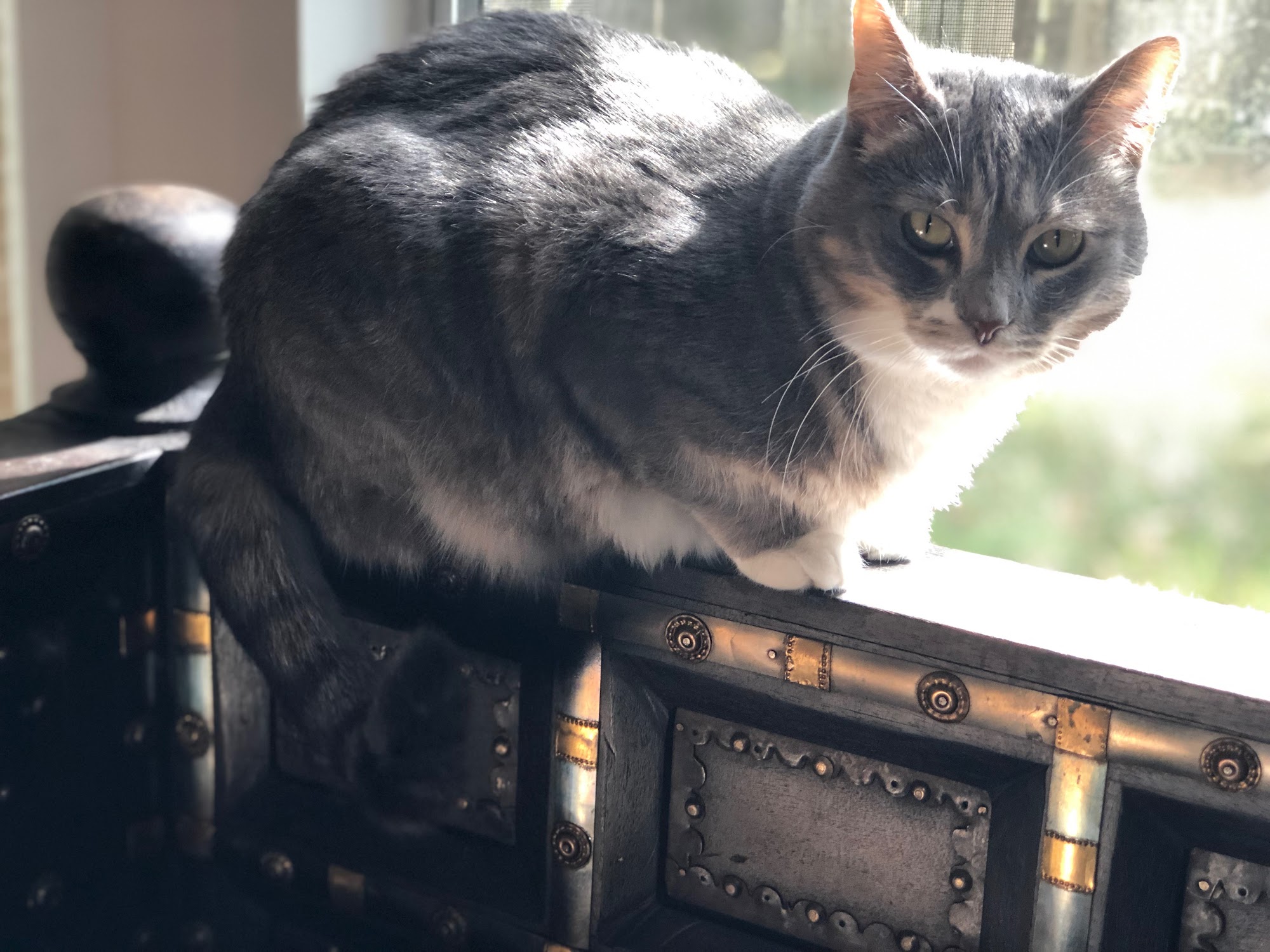 FAIRMONT PET HOSPITAL - Pasadena TX - Hours, Directions, Reviews ...